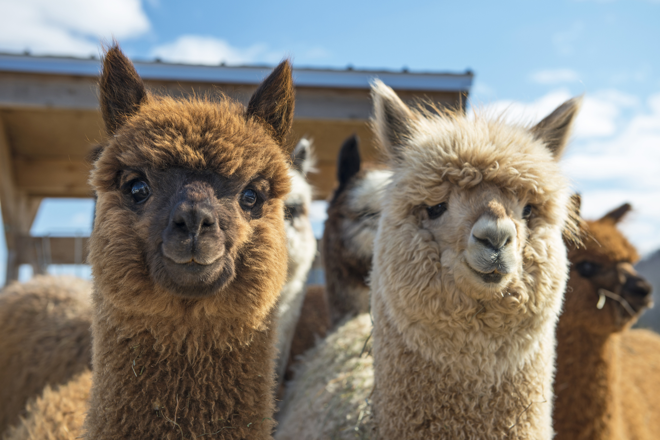 Innovative Alpaca-Derived Psoriasis Treatment Shows Preclinical Promise ...