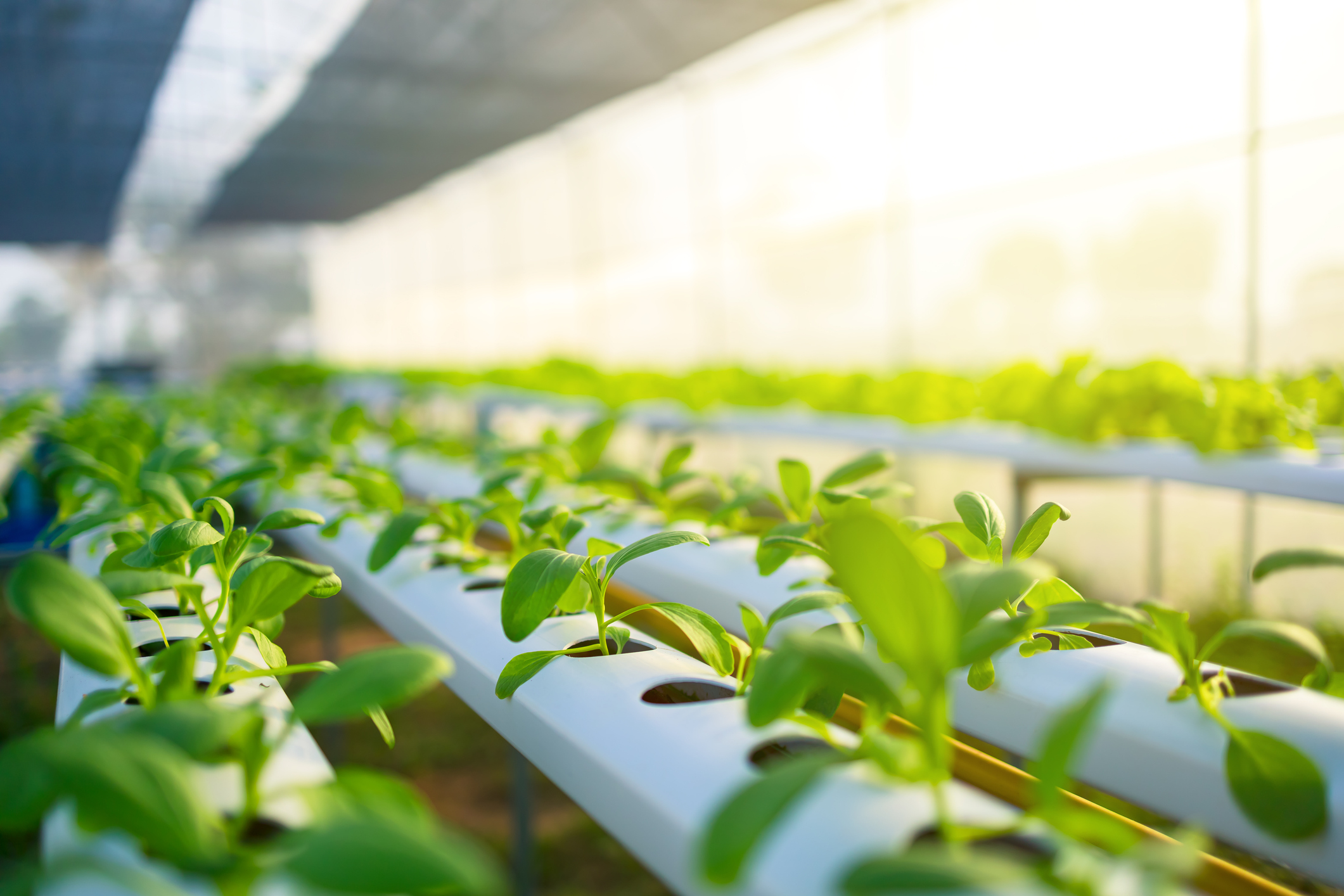 GrowGeneration (GRWG) Germinates New B2B Portal for Hydroponic ...
