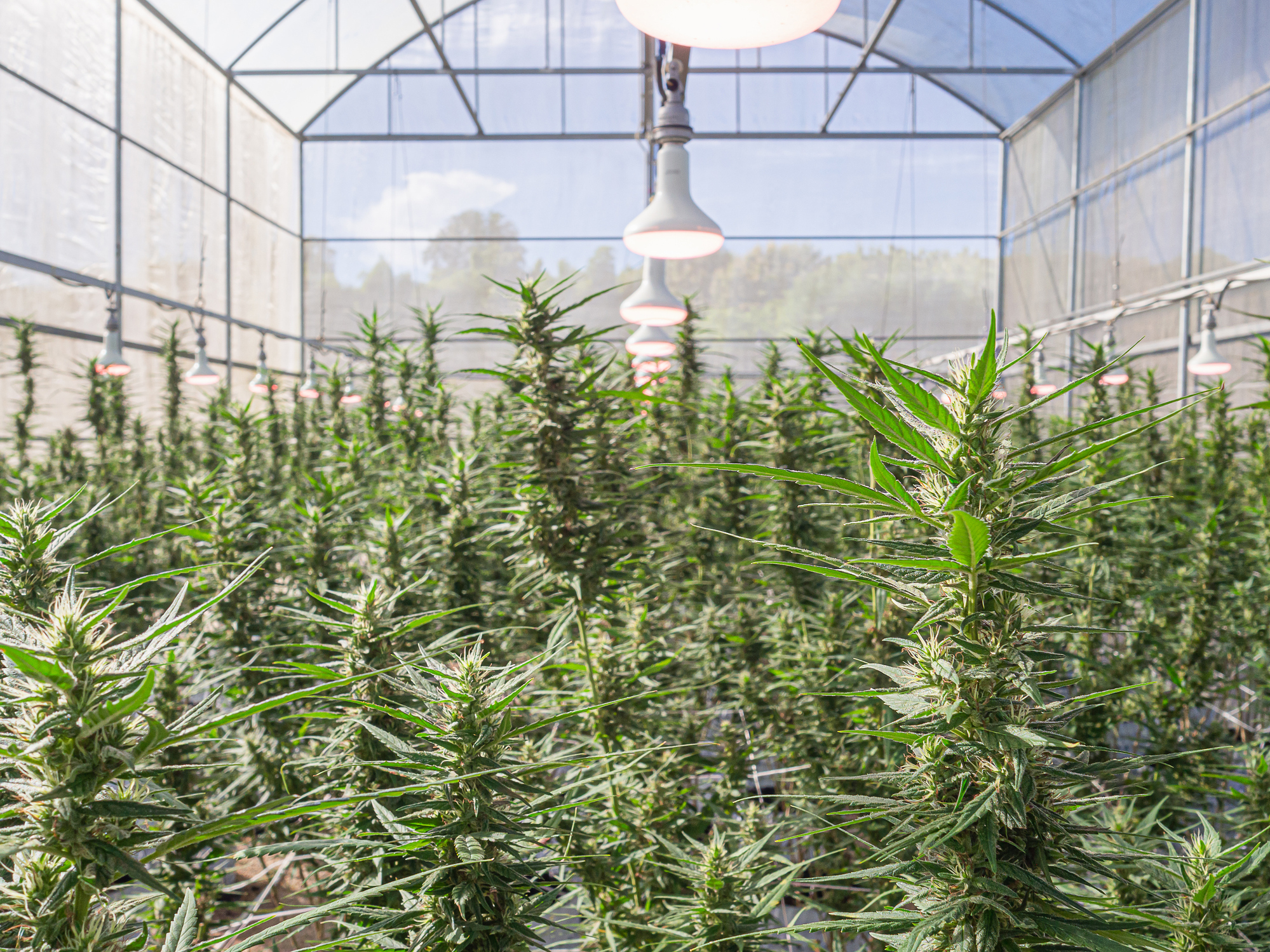 Cronos (CRON) Observes Budding Growth in Cannabis Market, Announces ...