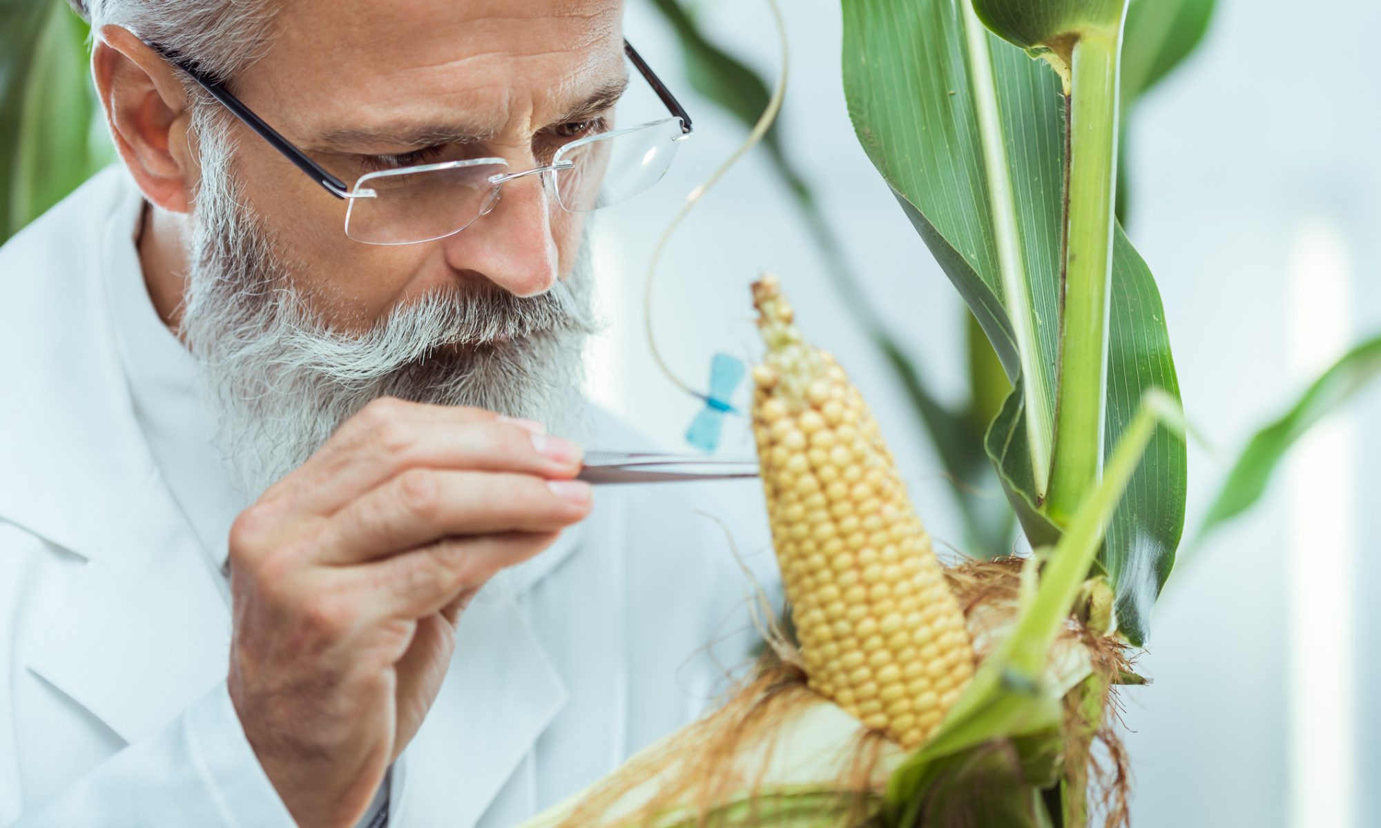Origin Agritech Secures Patent Licence for Cas-SF01 Gene Editing ...