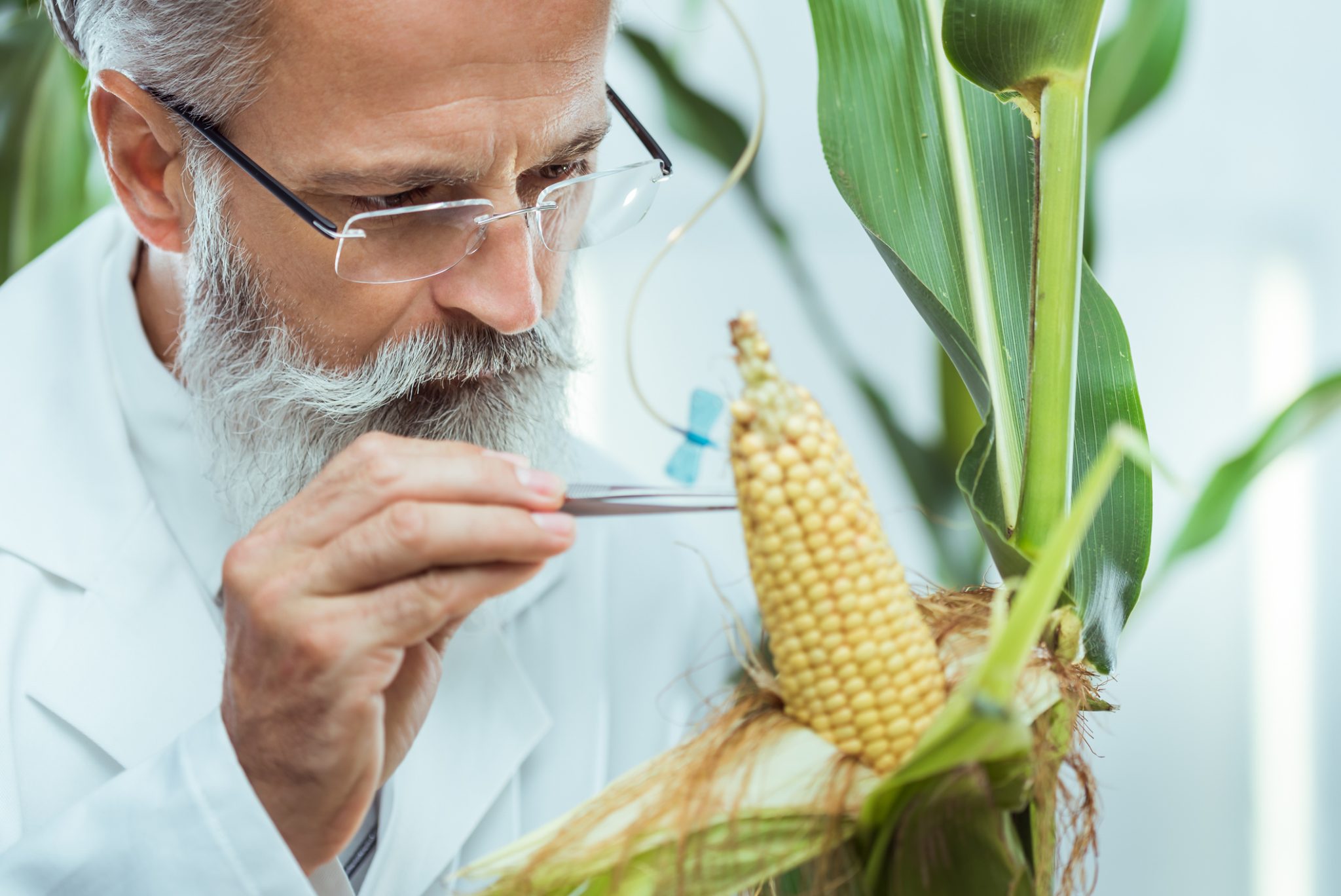 Origin Agritech Secures Patent Licence for Cas-SF01 Gene Editing ...