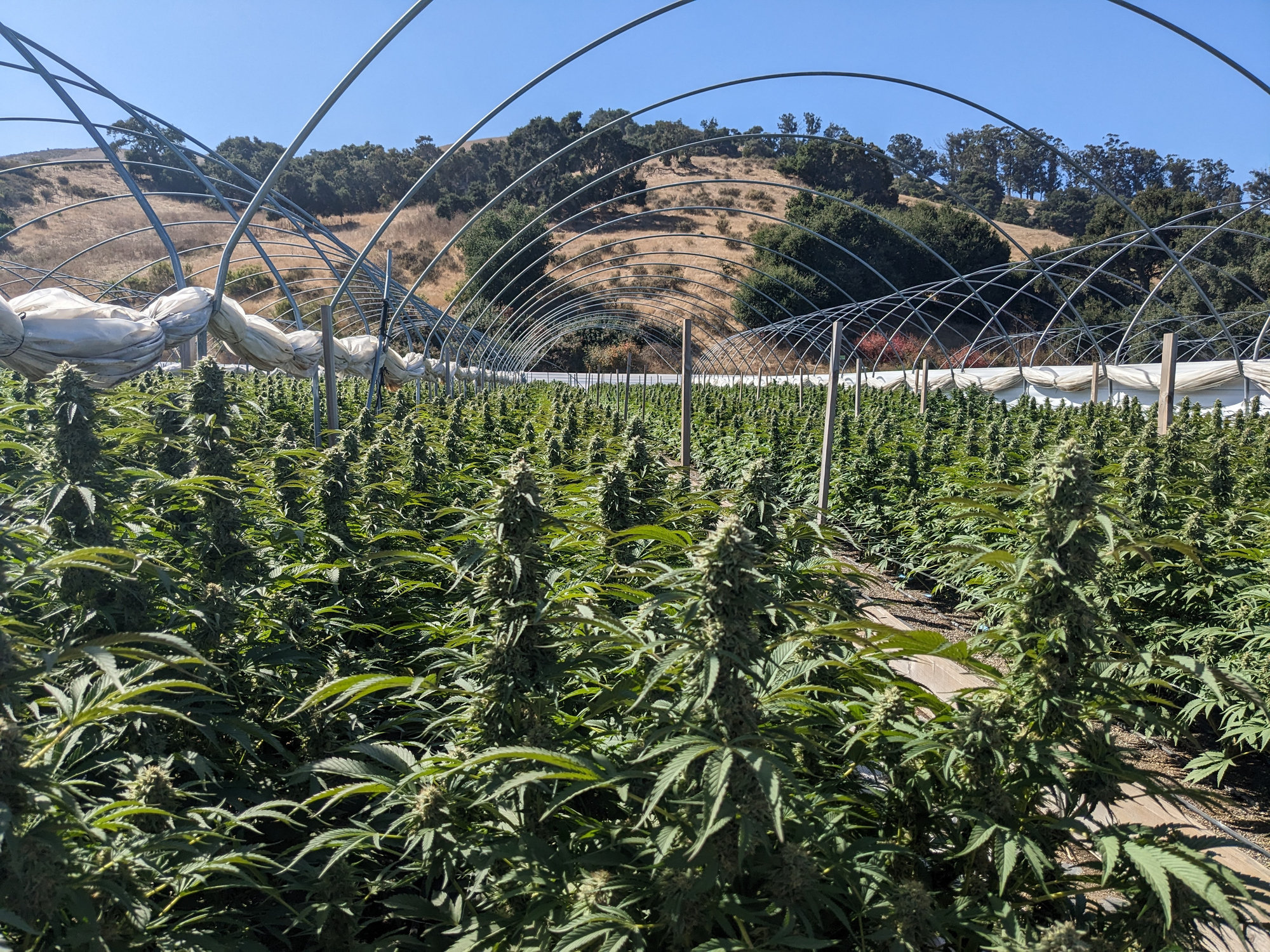 Aurora Cannabis Reports Progress in Disease Resistance Research - PRISM ...